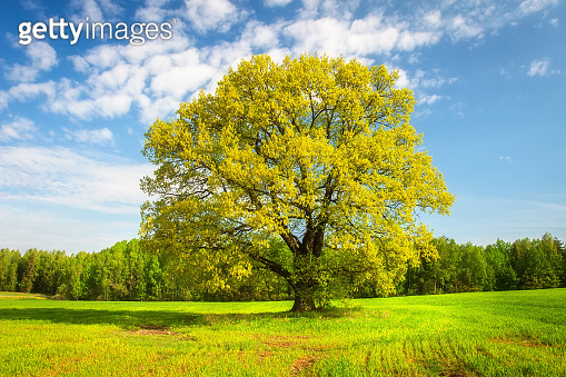 Green fresh grass and leaves on trees in springtime. Beautiful nature ...