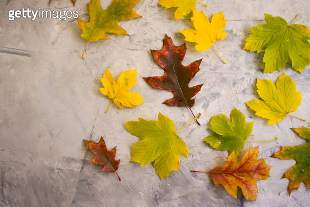autumn leaves on concrete background frame 이미지 (1344947052) - 게티이미지뱅크