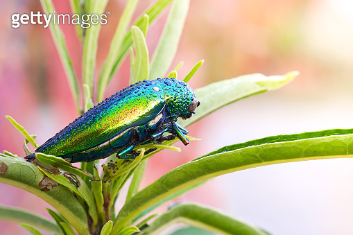 Jewel beetle or Metallic wood-boring beetle water drops on them ...