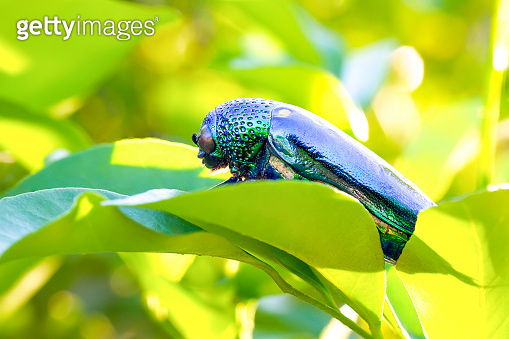 Jewel beetle (Buprestidae) water drops on them is a family of beetles ...