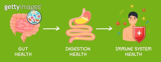 Gut - digestion - immune system health landscape poster. 이미지 ...