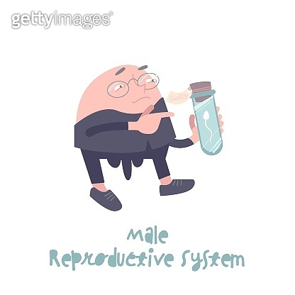 Male reproductive system. Cartoon character in a trendy style ...