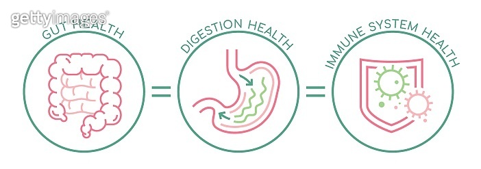 Gut - digestion - immune system health landscape poster. 이미지 ...