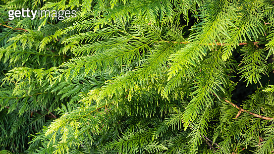 Thuja plicata branch against a blurred background of evergreens ...