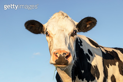 Cow looking cross-eyed, a mature calm cow, gentle squint look, dark ...