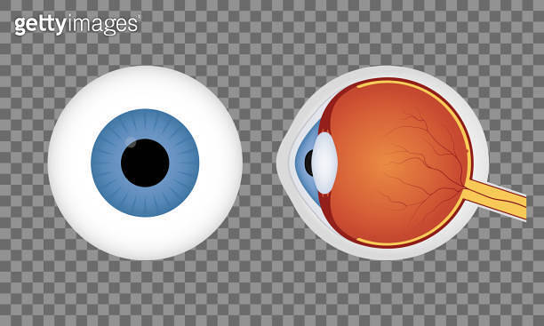Realistic human eyeball on transparent background. Blue pupil. Front ...