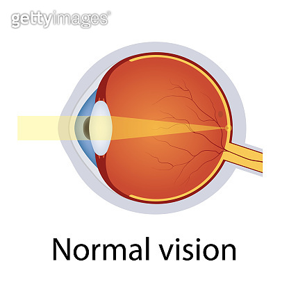 Normal Eye Vision Illustration. Human Eye Optical System. Detailed ...