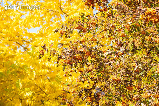 An abundance of yellow rowan berries. Rowan branches. Autumn nature ...