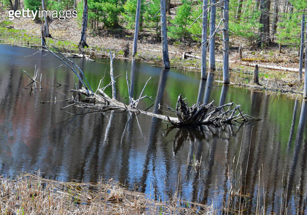 the remnants of a dead tree in a swamp 이미지 (1314393098) - 게티이미지뱅크
