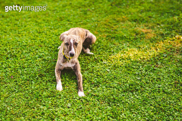 Portrait of Tortoise Greyhound from above 이미지 (1311045072) - 게티이미지뱅크