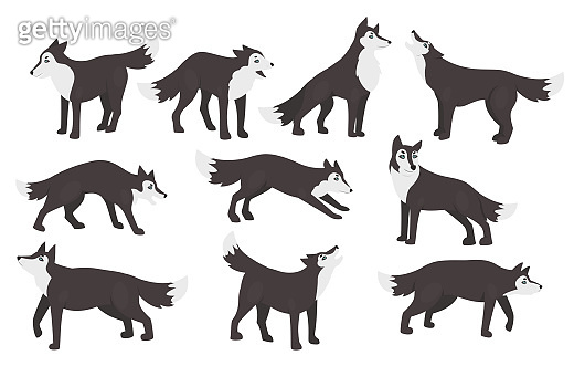 Wolf poses set, cute wild animal characters standing in different ...