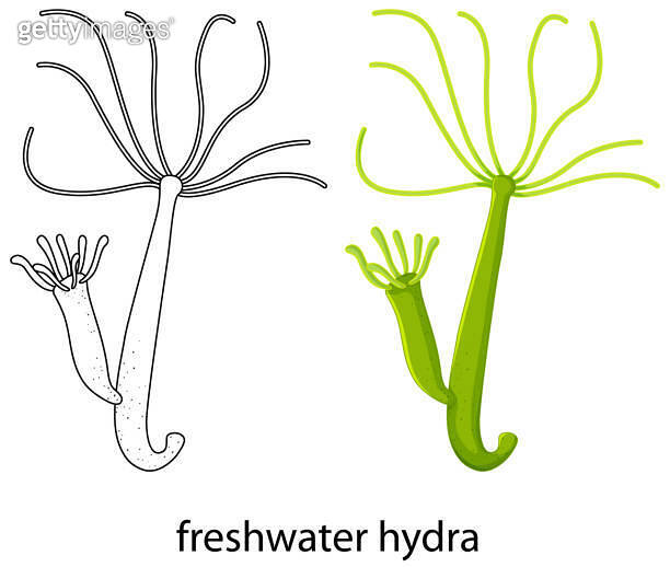 Freshwater hydra in colour and doodle on white background 이미지 ...