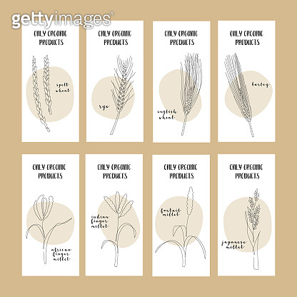 Set of flyers with grain crops: wheat, rye, barley, oats, teff, corn ...