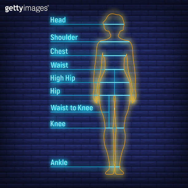 Female, male neon glow size chart anatomy human, people dummy front ...