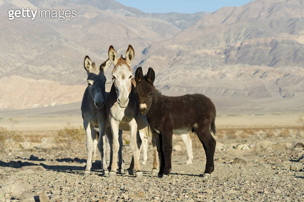Donkeys Burro Near Death Valley 이미지 (1353489257) - 게티이미지뱅크