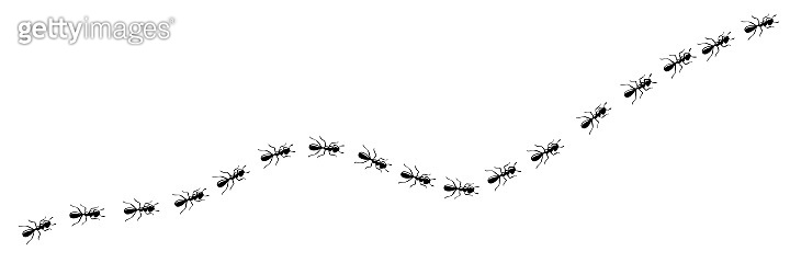 Ants trail curve. Ant path isolated in white background. Vector ...