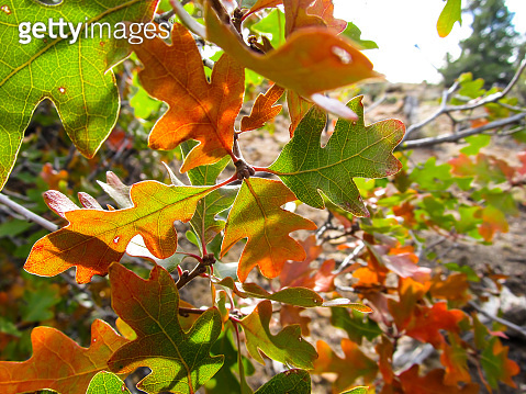 Fall colors of the Brush oak, Quercus Gambelli 이미지 (1335926172) - 게티이미지뱅크