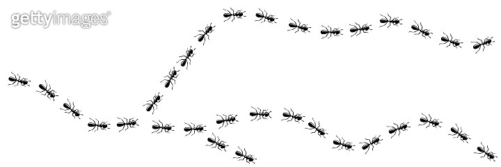 Ants trail curve. Ant path isolated in white background. Vector ...