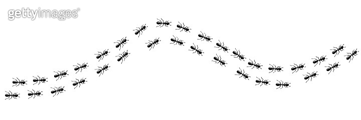 Ants trail curve. Ant path isolated in white background. Vector illustration 이미지 (1356677465 ...