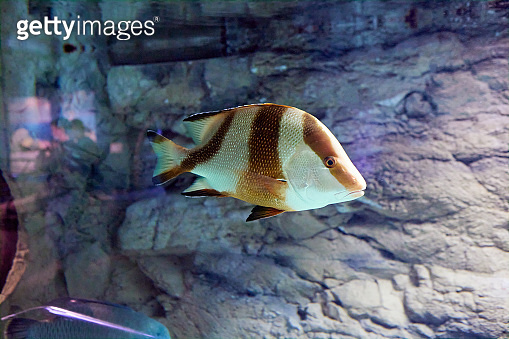 Lutjanus sebae, emperor red snapper, is species of snapper native to ...