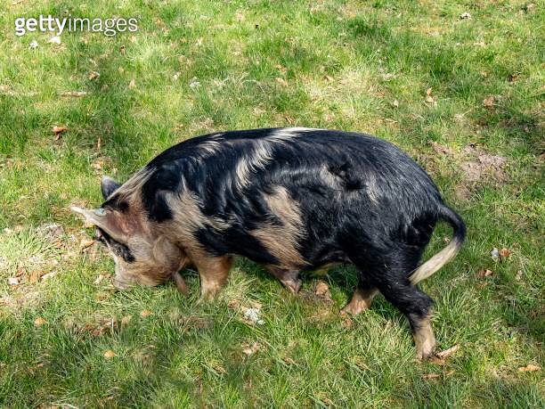 Spotted Pig. 이미지 (1315043921) - 게티이미지뱅크