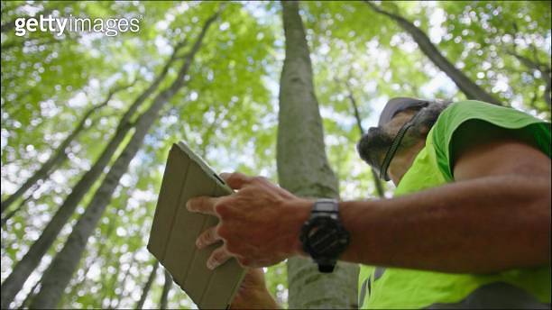 Ecologist on fieldwork. Forester examines trees in their natural ...