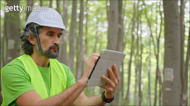 Ecologist on fieldwork. Forester examines trees in their natural ...