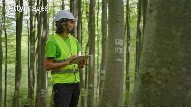 Ecologist on fieldwork. Forester examines trees in their natural ...