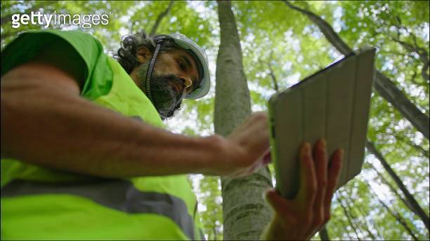 Ecologist on fieldwork. Forester examines trees in their natural ...