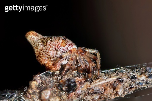 Trashline Orbweaver spider (Cyclosa turbinata) camouflaged on webbed ...