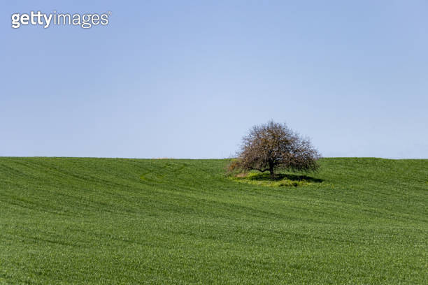 One tree in green field and blue sky isolated nature landscape 이미지 ...