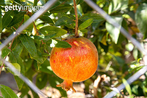 Pomegranate on a tree branch behind the fence. Candid real life photo ...