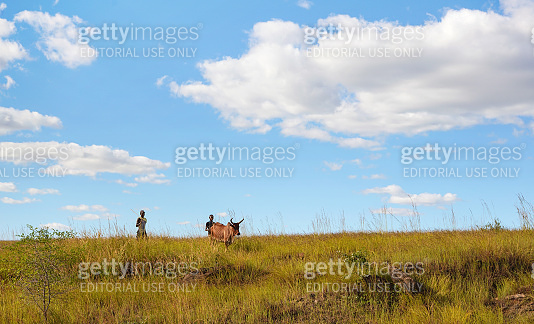 Two unknown Malagasy men walking with their zebu cattle 이미지 (1325868398 ...