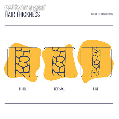 Hair thickness types chart of low, medium, high strand volume ...