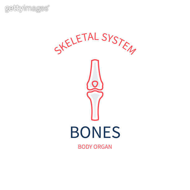 Skeletal system anatomy infographic poster of bones (1347276438) - 게티이미지뱅크