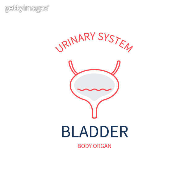 Bladder urinary system body organ infographic poster (1319102084) - 게티이미지뱅크
