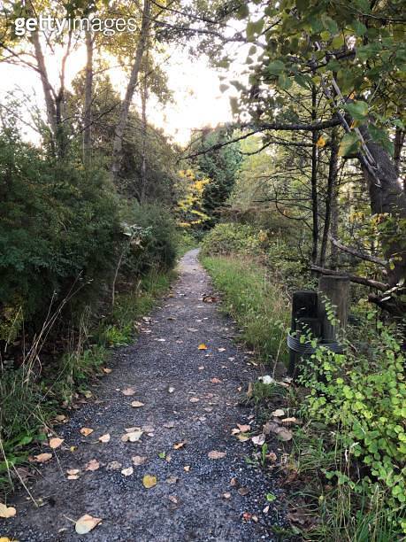 Forest Foot Path 이미지 (1345892847) - 게티이미지뱅크