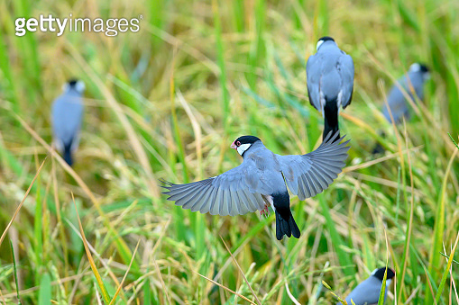 A large flock of birds flying (Java sparrow, Java finch) 이미지 ...
