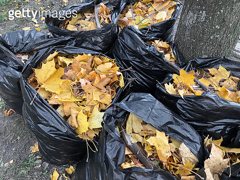 Many garbage bags of raked autumn yellow maple leaves in a park ...