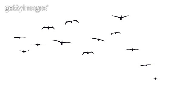 A flock of flying birds. Front view. Sea birds. Seagulls or albatrosses ...