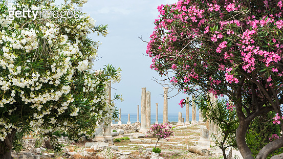 Colonnade in Al Mina archaeological site, Roman ruins, Tyre (1303900699 ...