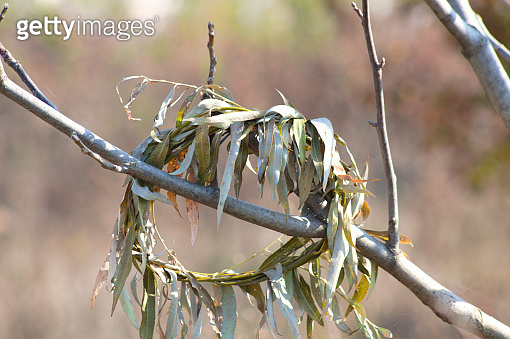 Willow crown on a branch closeup view with blurred background 이미지 ...