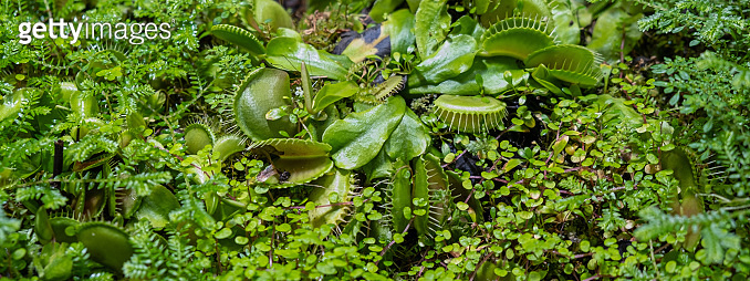 plants are predators. Insect Catcher Plant Botanical Garden. Dionaea ...
