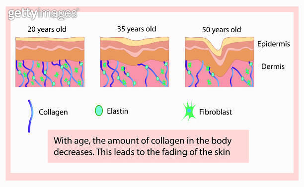 Vector illustration of structure cells with collagen, elastin and ...
