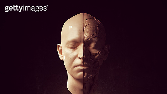 Human Ecorche Flayed Head Face Anatomical Musculature Display Halloween ...