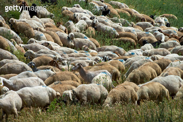 Grub of sheep grazing at the green field 이미지 (1315659545) - 게티이미지뱅크