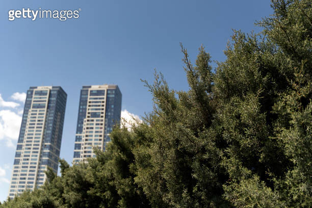 Part of diagonal shape of tree branch with two skyscrapers toward the ...