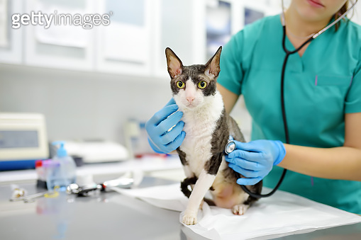 Veterinarian examines a cat of a disabled Cornish Rex breed in a ...