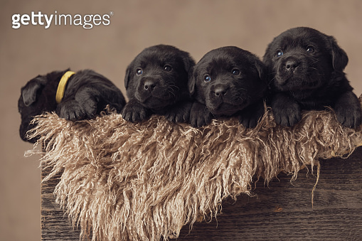 four labrador retriever brothers curiously looking up and side ...