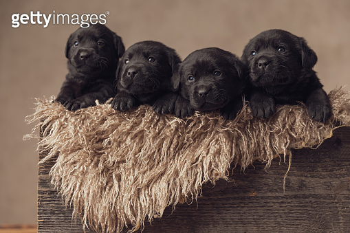 cute row of four labrador retriever dogs looking up and side ...